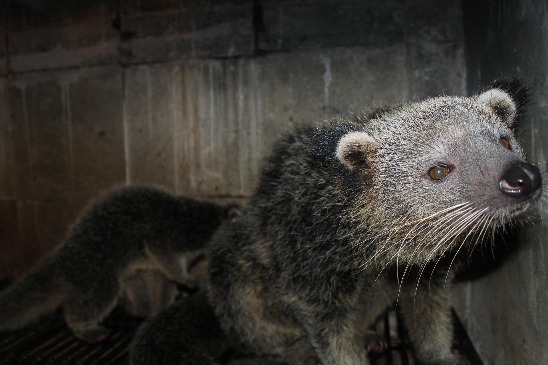 Binturong | Indonesia